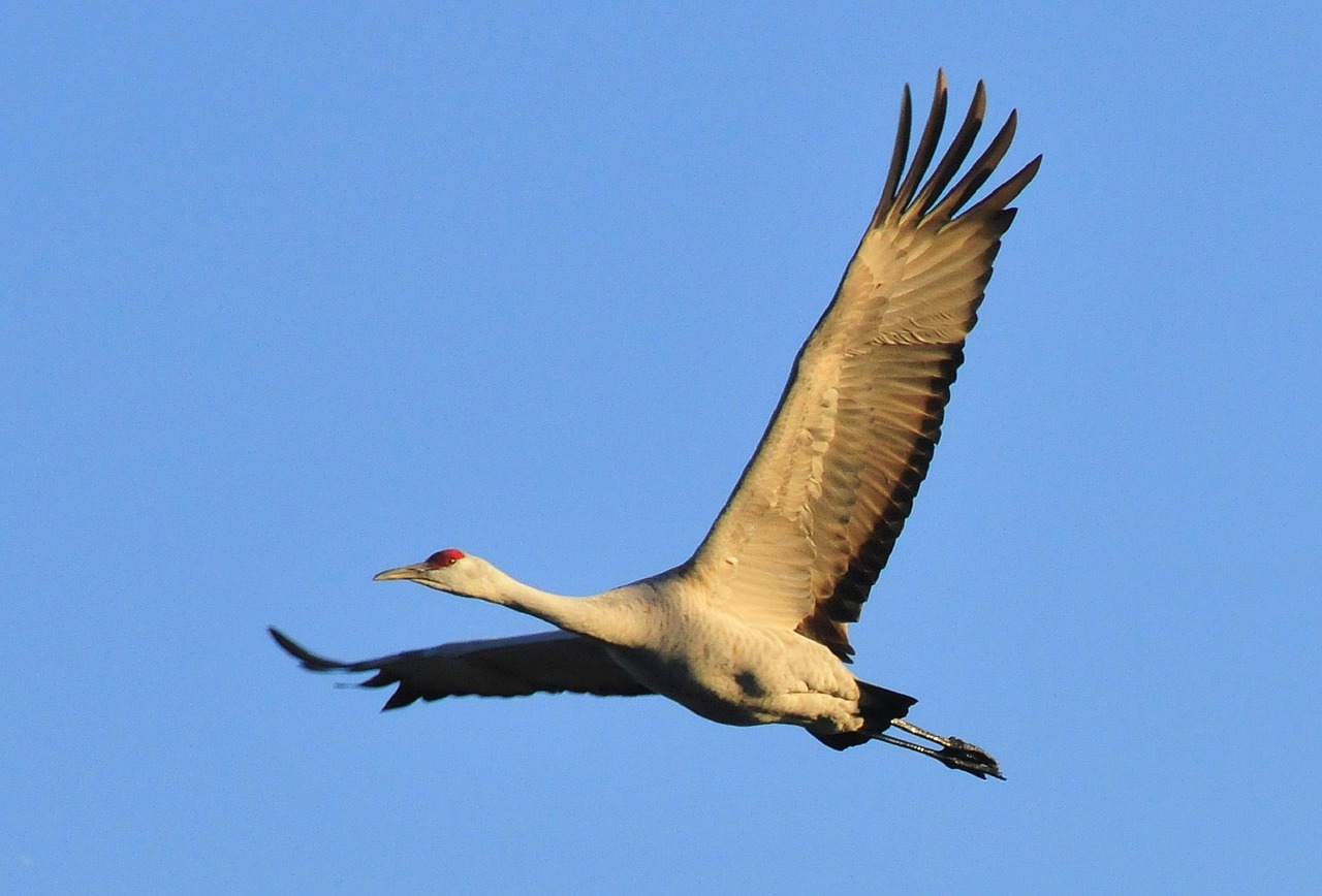Crane Takes Flight - Braided Way Magazine
