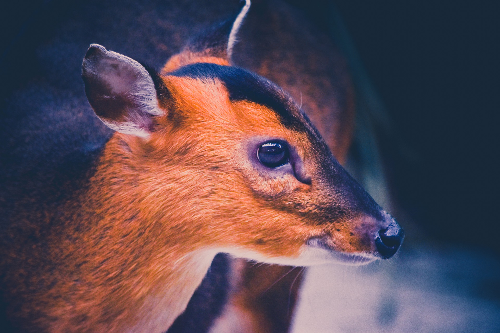 Deer Maiden: An Indigenous Taiwanese Folktale - Braided Way Magazine