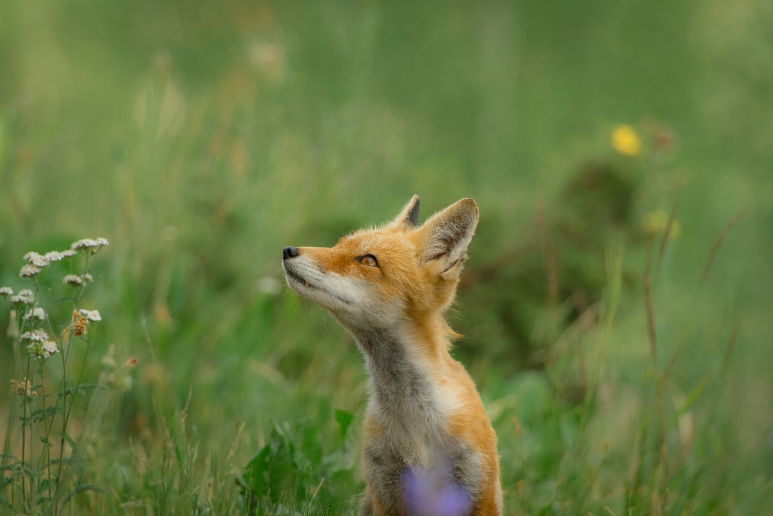 Do Animals Pray? What the Wild Teaches Us About Being Fully Alive ...